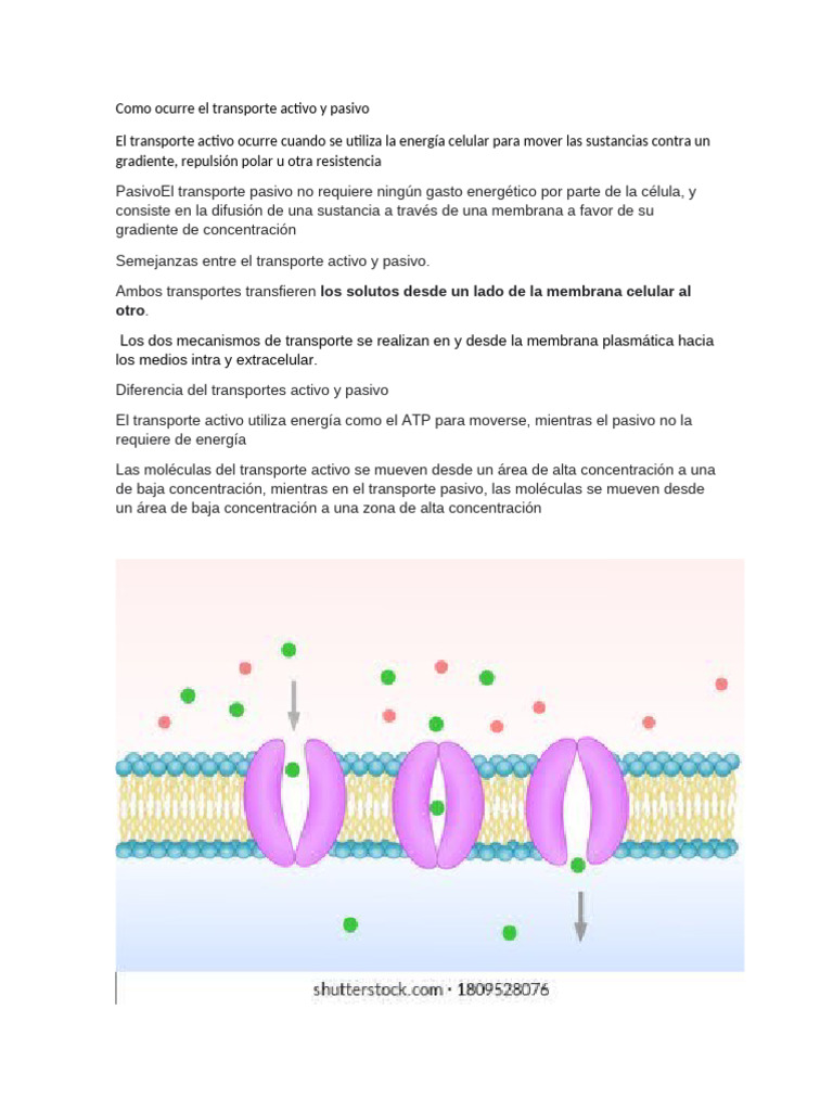 Transporte celular: activo y pasivo | PDF | Ósmosis | Procesos biologicos