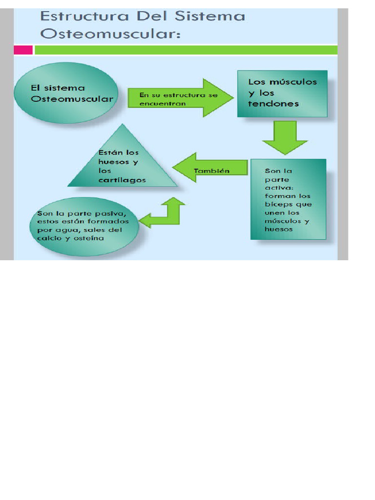 Ficha de Sistema Oseo y Muscular para Segundo de Primaria | PDF