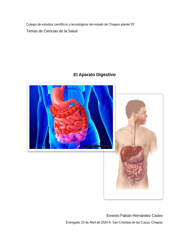 El Aparato Digestivo | PDF | Digestión | Sistema digestivo humano