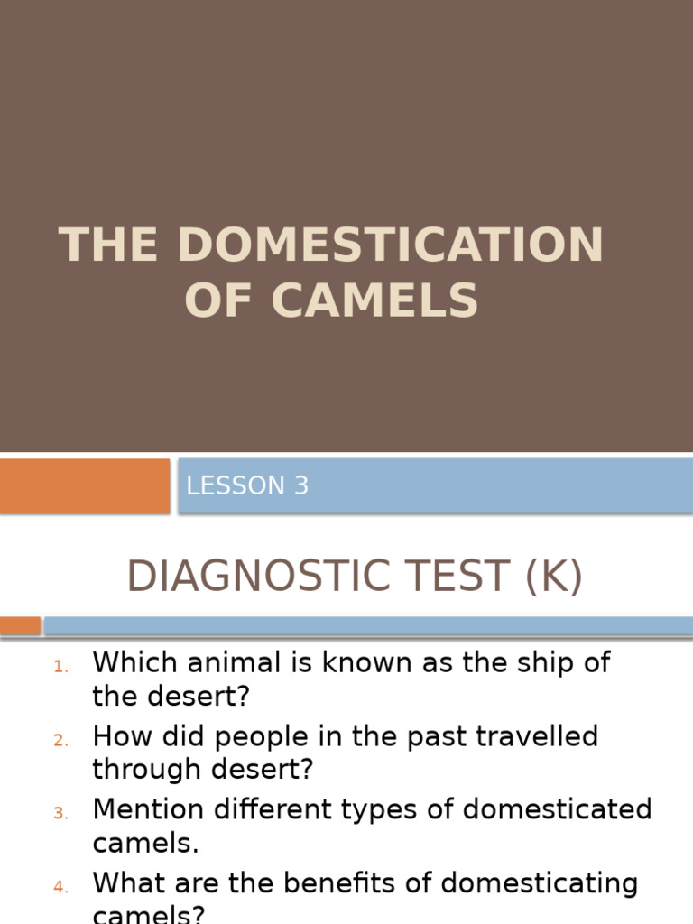 Domestication of Camel and Muweilah | PDF | Camel