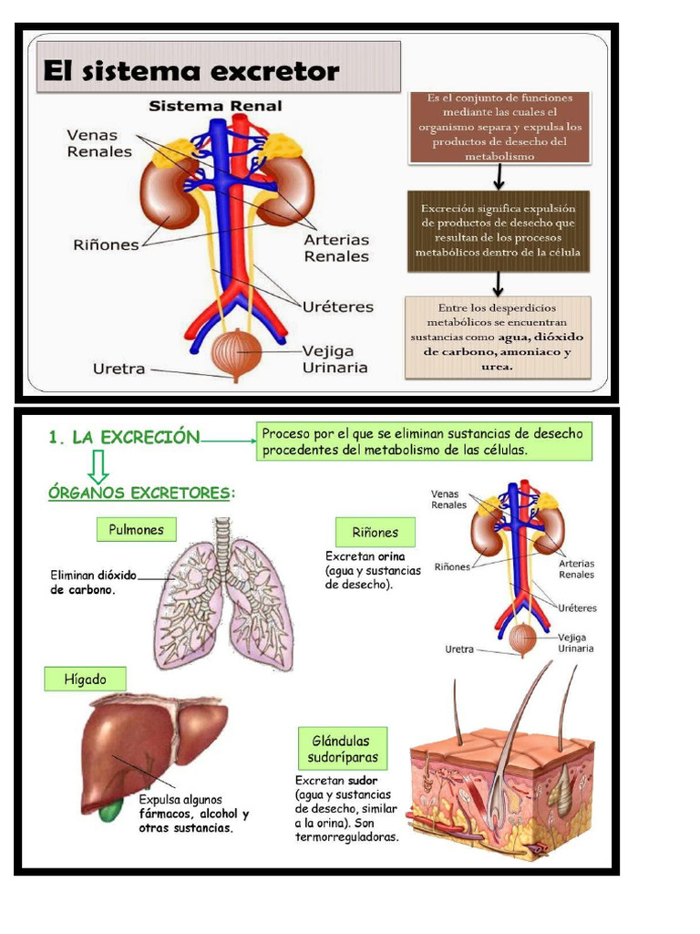 APARATO EXCRETOR | PDF
