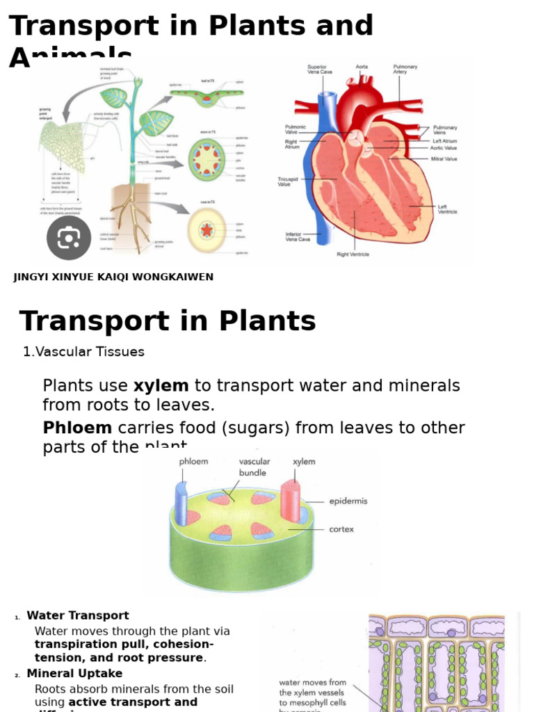 Transport Systems in Plants and Animals | PDF | Blood | Circulatory System