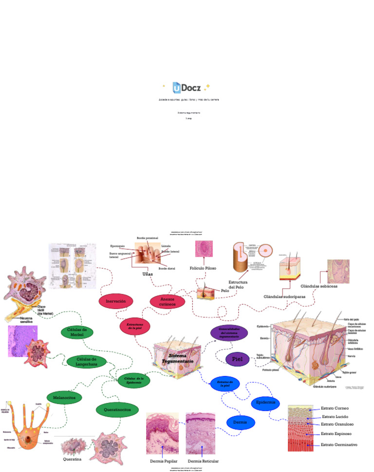 sistema-tegumentario-424087-downloadable-8876020 | PDF | Sistema tegumentario | Piel