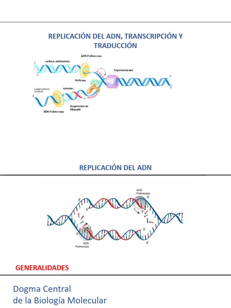 Replicación Del ADN, Transcripción y Traducción | PDF | Traducción (biología) | Replicación De Adn