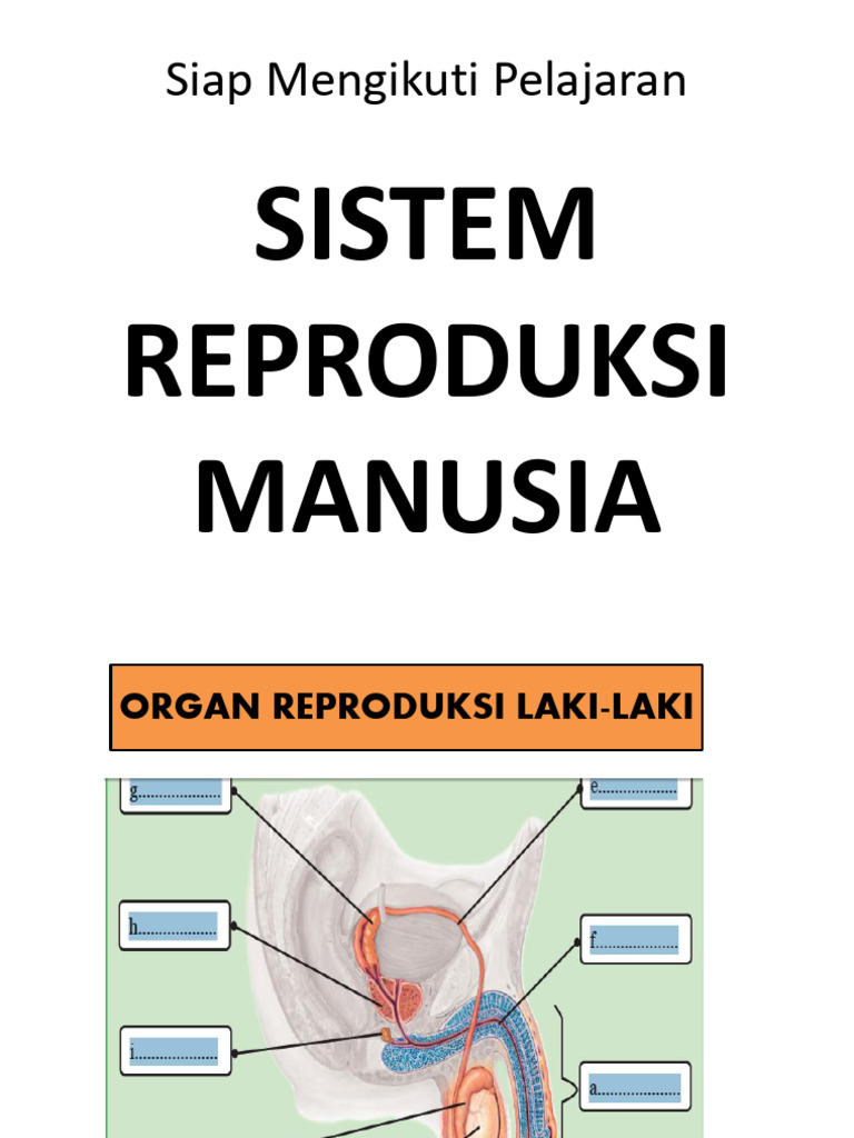 Sistem Reproduksi Manusia: Struktur & Fungsi | PDF
