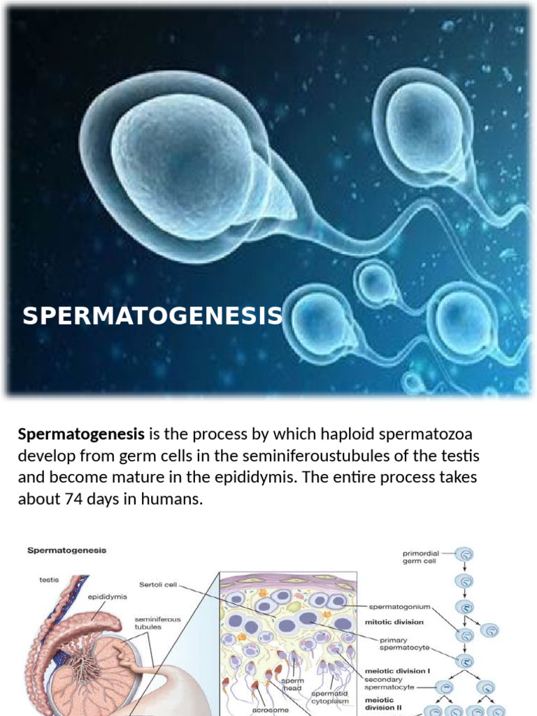 Presentation Spermatogenesis | PDF