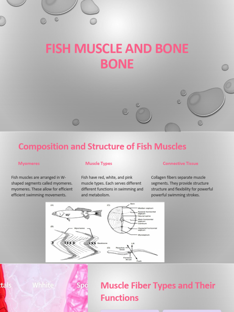 Fish Muscle and Bone 2024 | PDF | Skeletal Muscle | Muscle Contraction