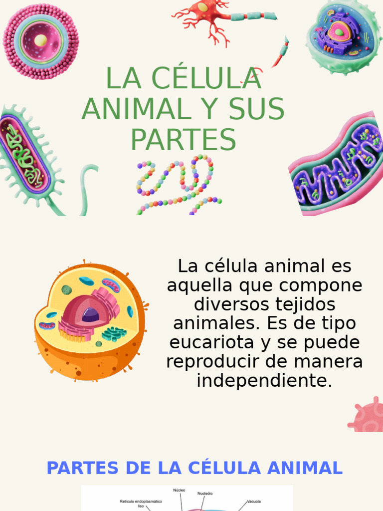 La Célula Animal y Sus Partes | PDF