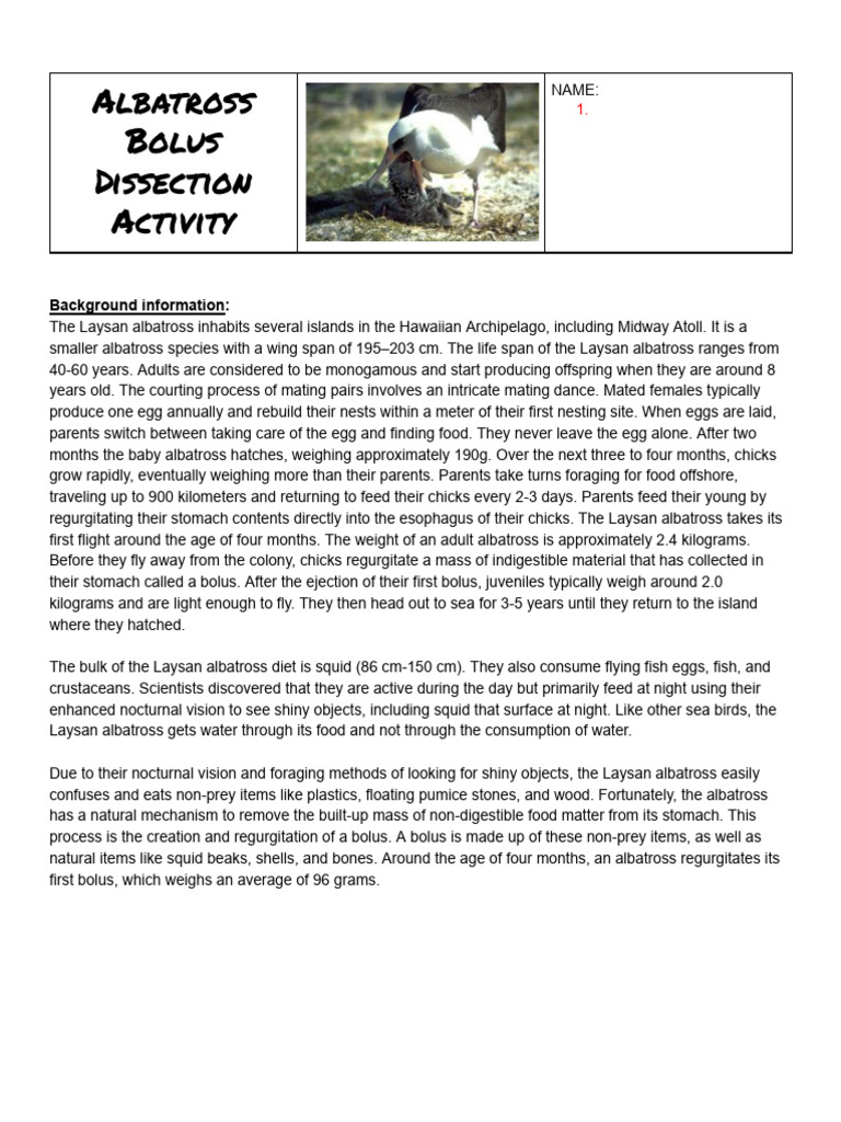 Albatross Bolus Dissection Activity | PDF | Ornithology | Zoology