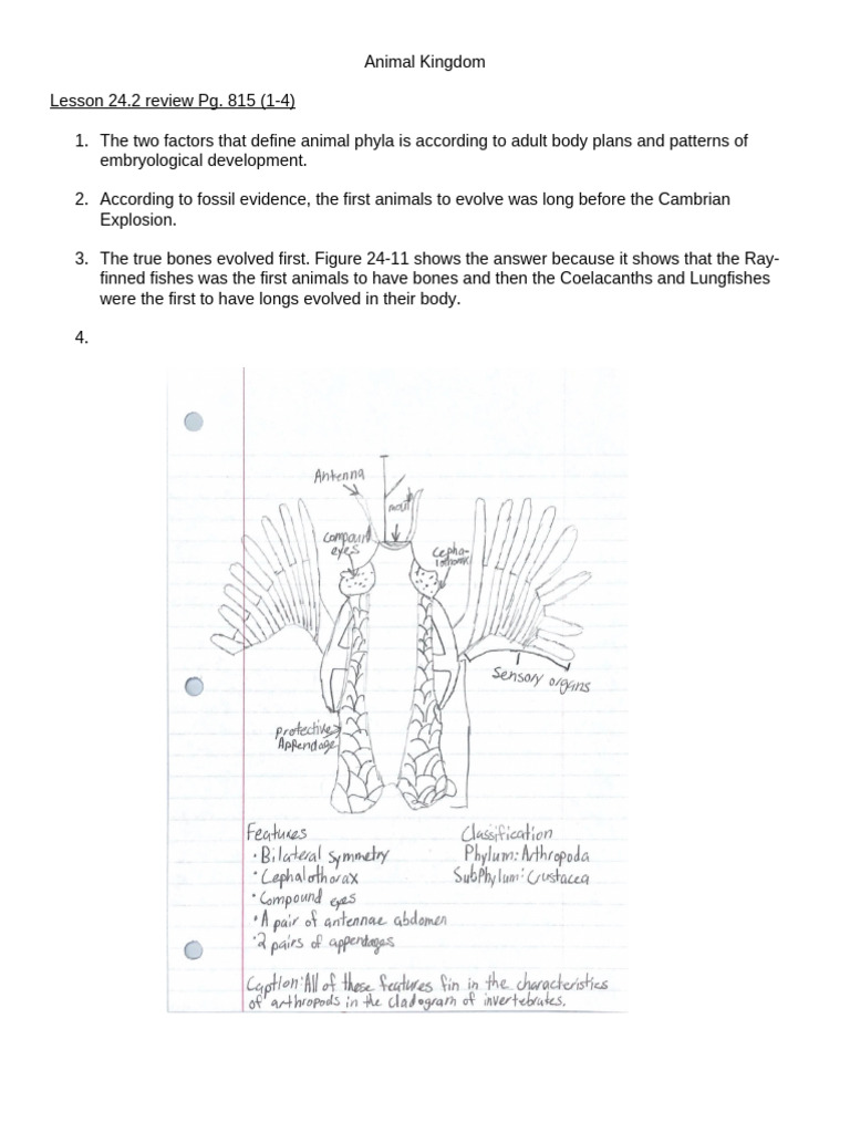 Animal Kingdom | PDF