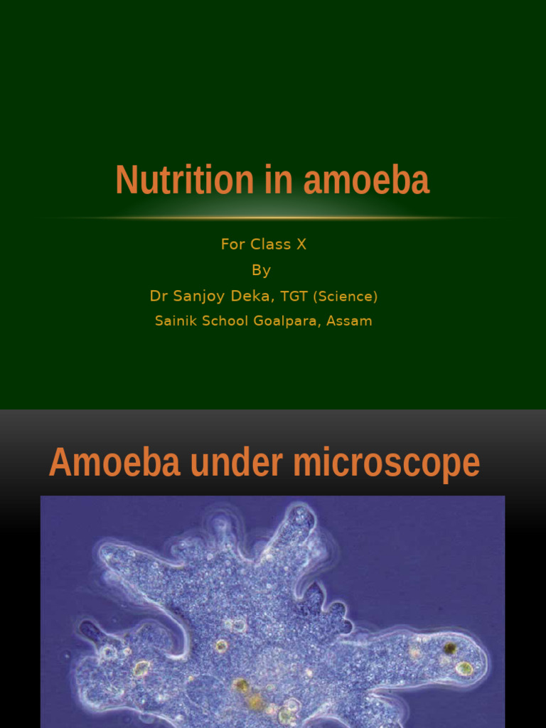 3. Digestion in Amoeba X | PDF