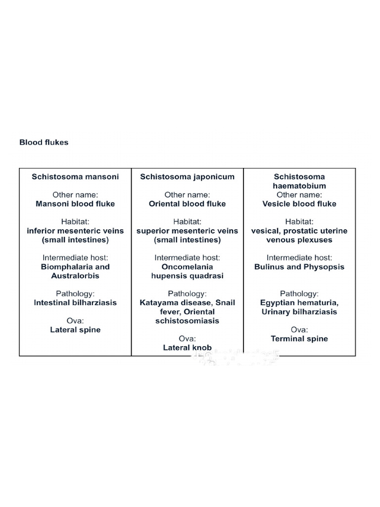 Blood Flukes | PDF