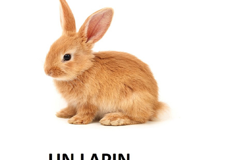 lapin | PDF