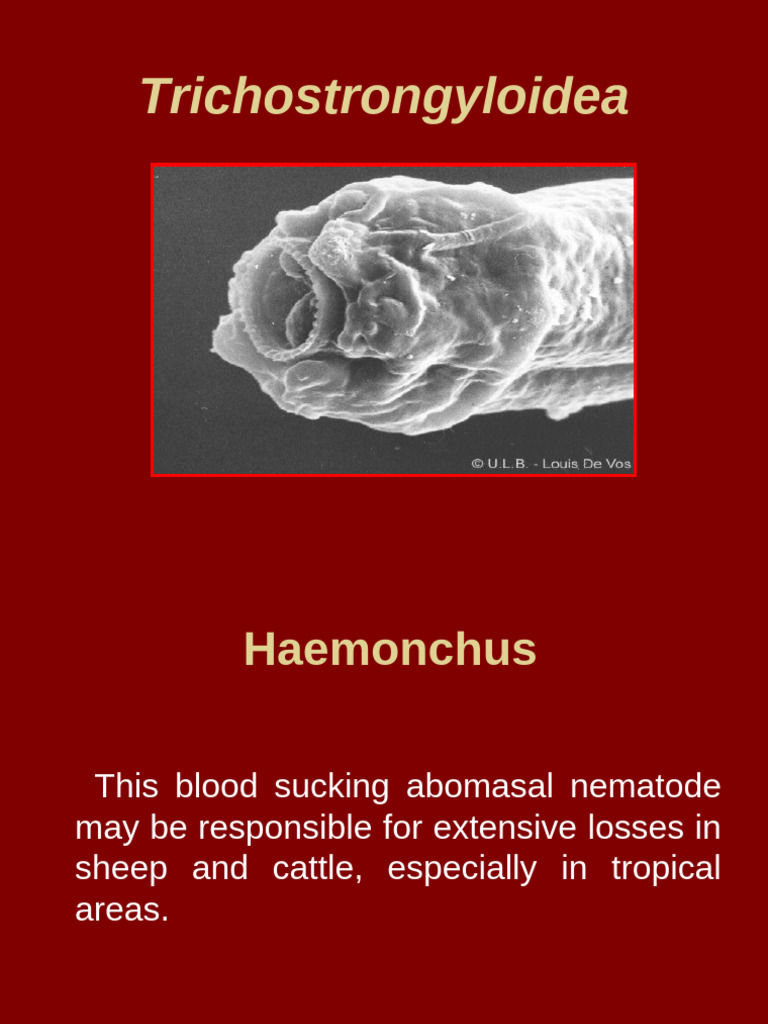 Lecture 2 H. Contortus | PDF | Parasitology | Diseases And Disorders