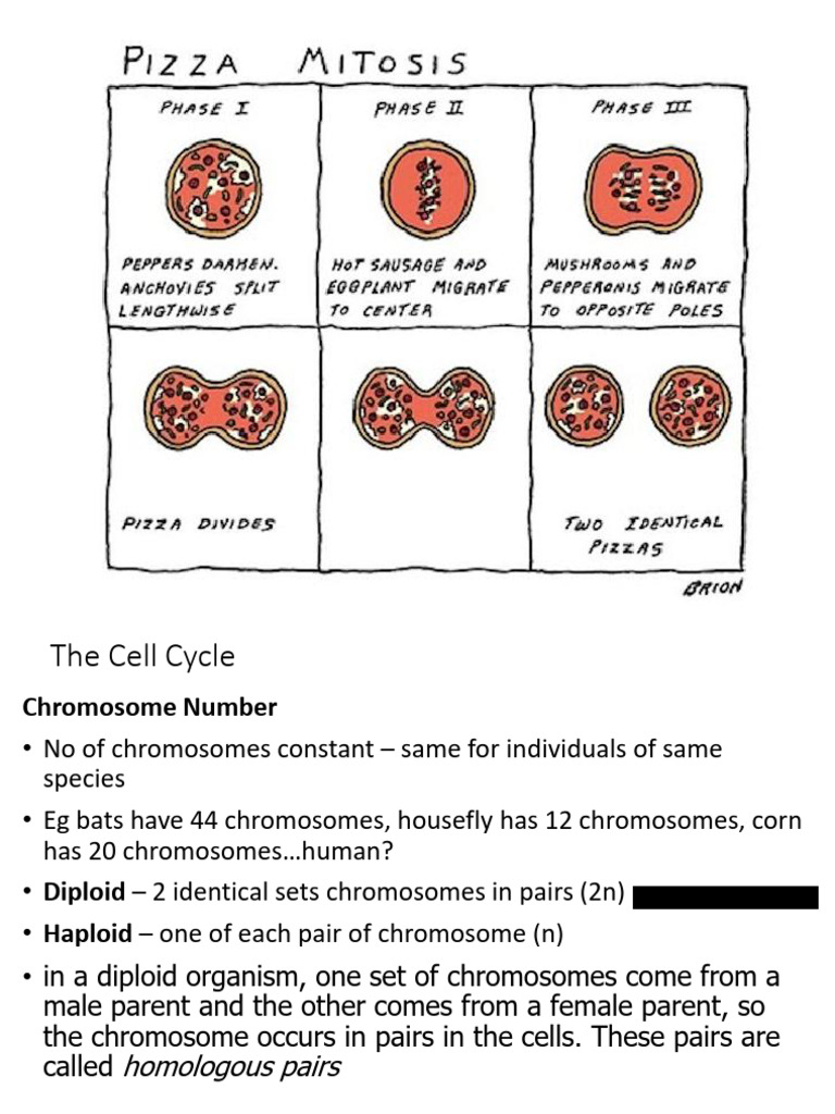Chapter 5 Cell and Nuclear Division | PDF | Dna Replication | Cell ...