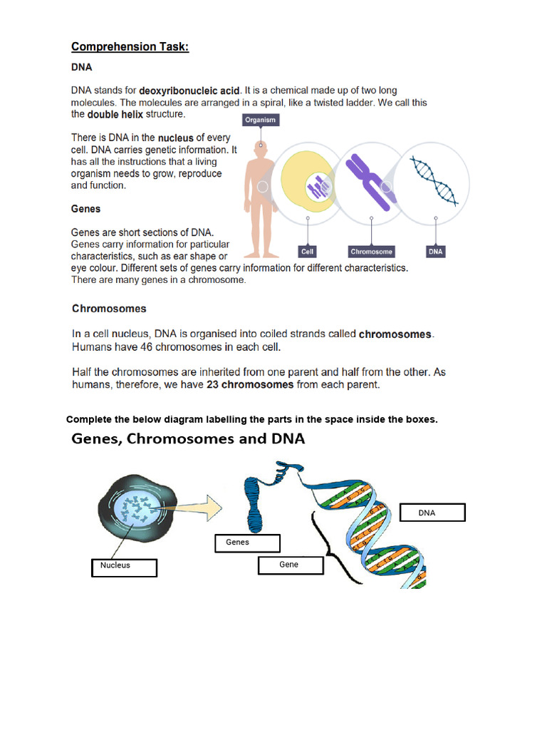 Yumna Binti - Genes and Chromosome Task Booklet | PDF