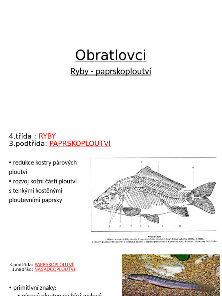 24. Obratlovci - ryby | PDF