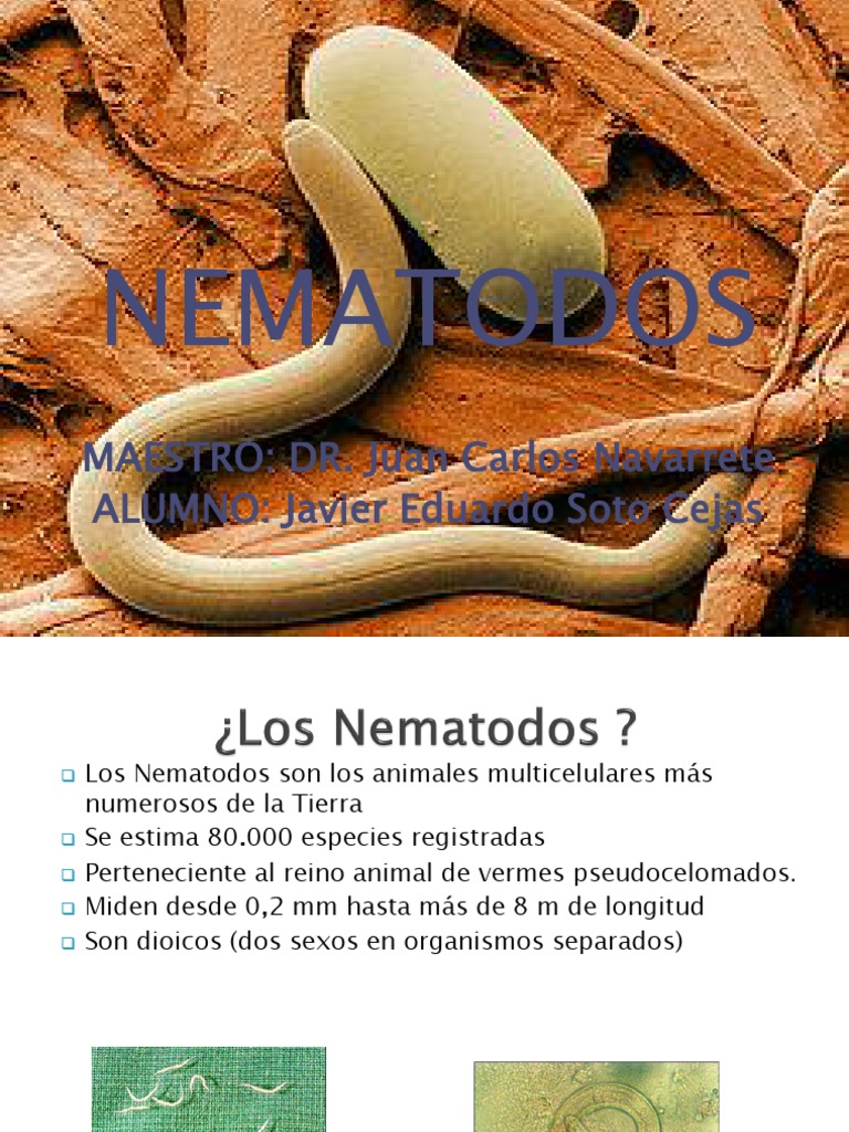 NEMATODOS | PDF | Nematodo | Especialidades Medicas