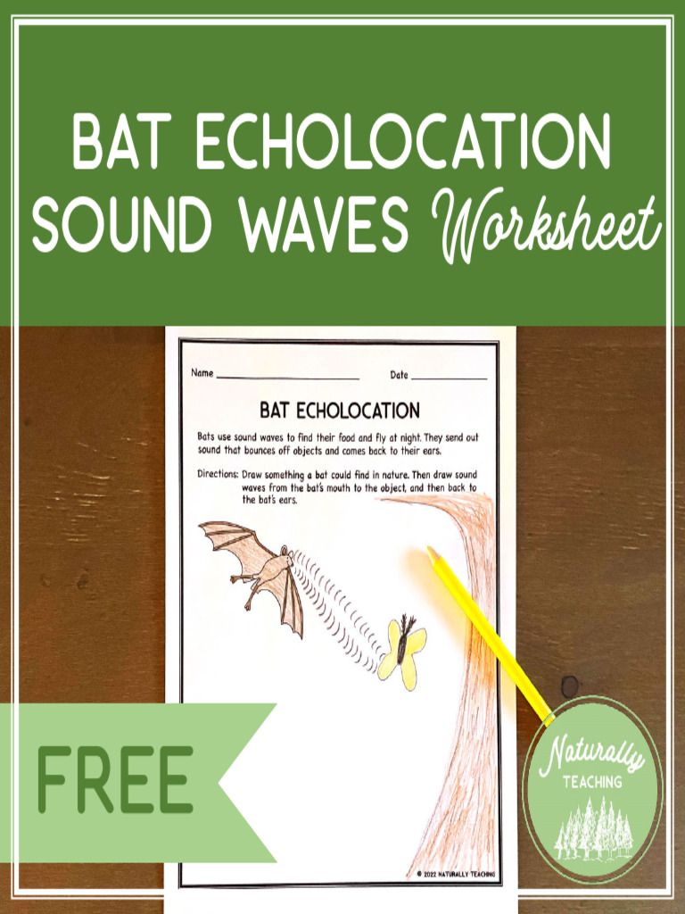 Bat Echolocation Sound Waves: Worksheet | PDF | Bat | Sound