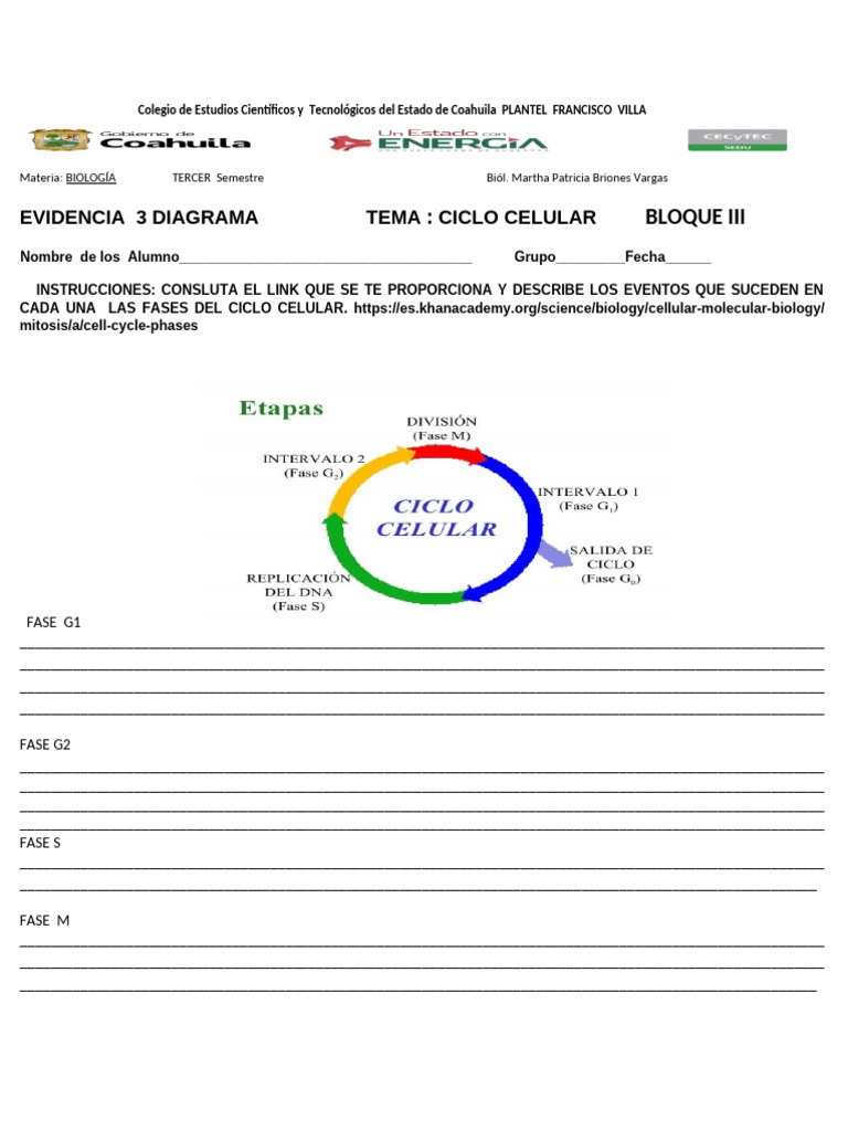 Biologia Actividad CICLO CELULAR | PDF