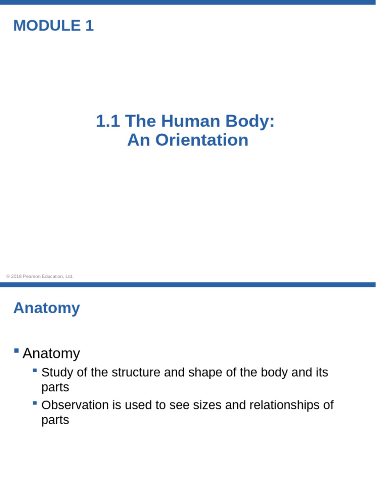 1.1 The Human Body An Orientation | PDF | Anatomical Terms Of Location ...