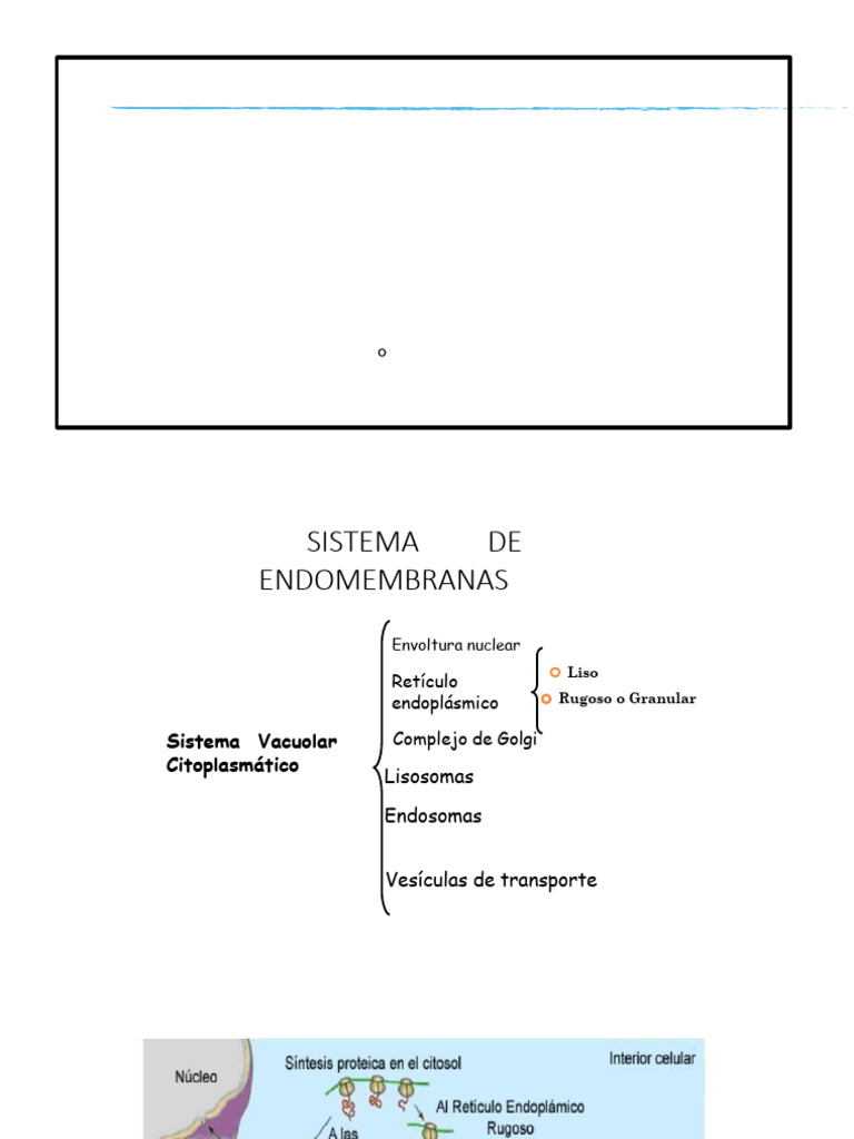 Sistema de Endomembranas Parte 2 | PDF | Lisosoma | Citoplasma