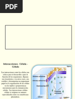 Funcion de Las Uniones GAP en La Union Interceluar | PDF | Biología ...