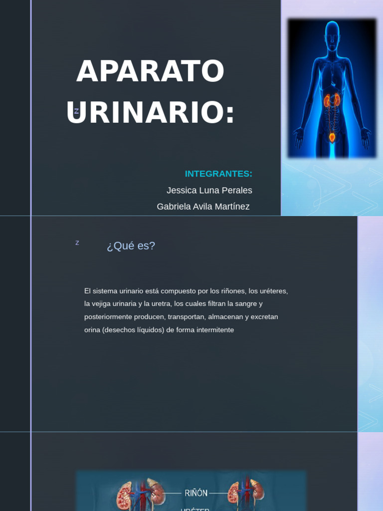 aparato urinario | PDF | Sistema urinario | Orina