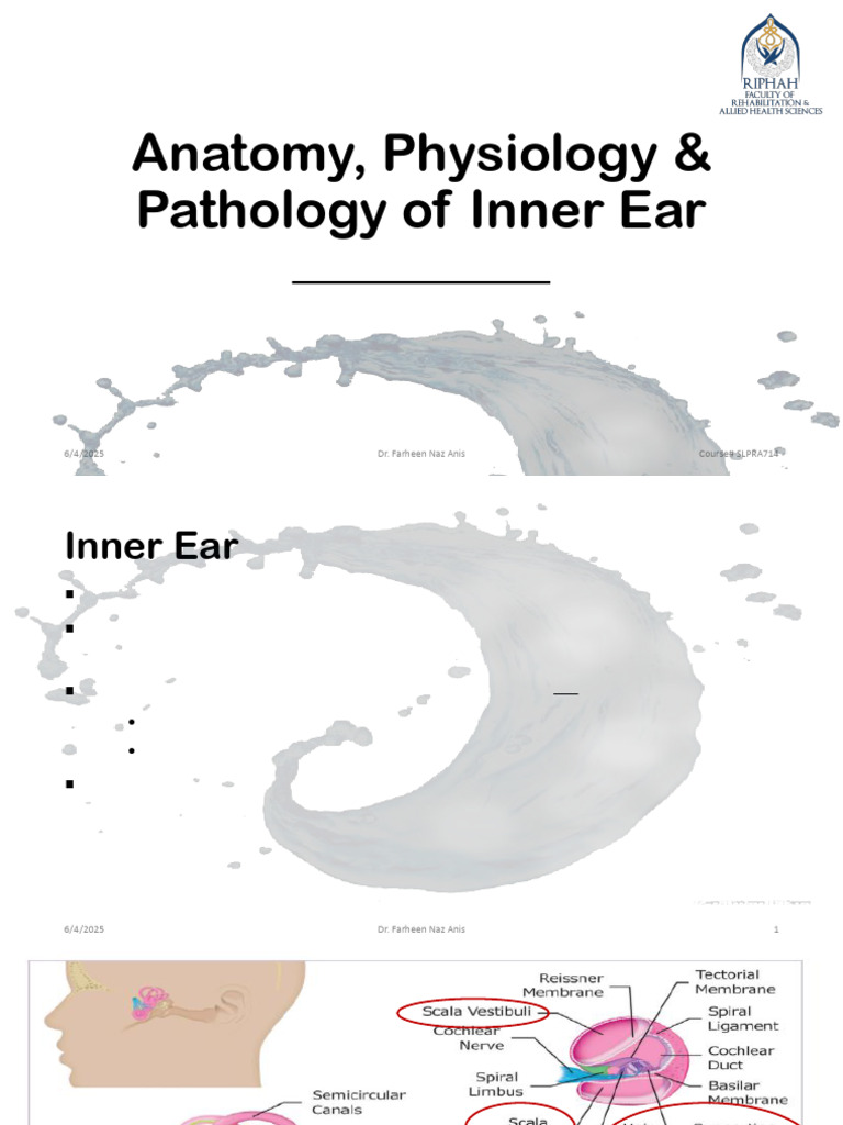 Chap 5.A - Phy - Path - Inner Ear - 714 | PDF | Auditory System | Ear