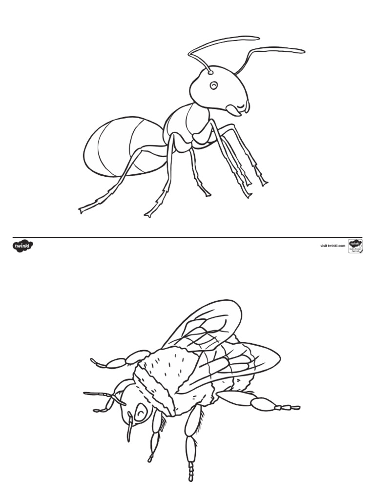 T T 2913 Minibeasts Colouring Sheets 12 Ver 3 | PDF