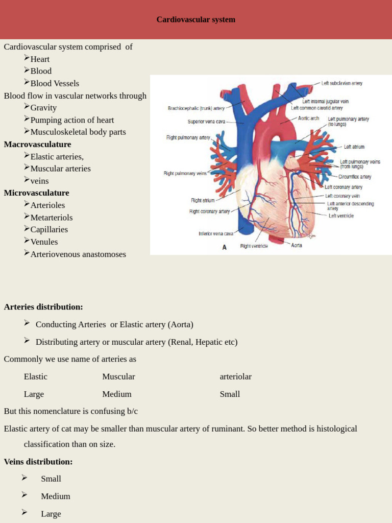 Cardivascular System | PDF | Artery | Vein