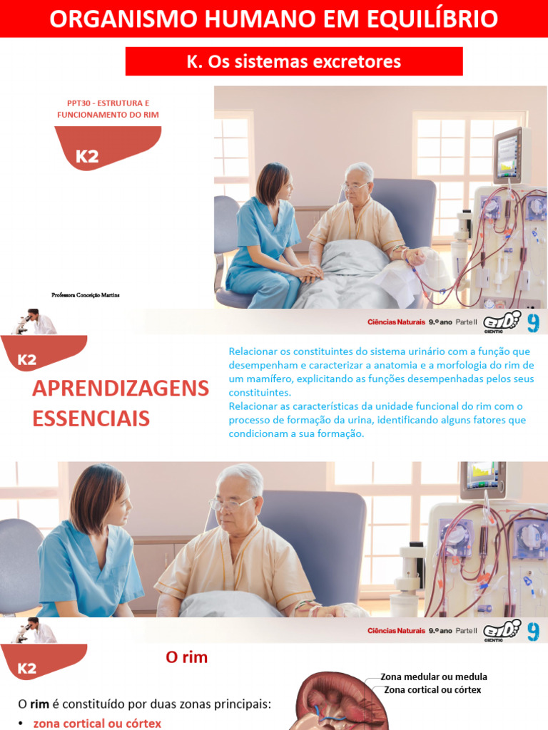 Anatomia e Função do Rim Humano | PDF | Rim