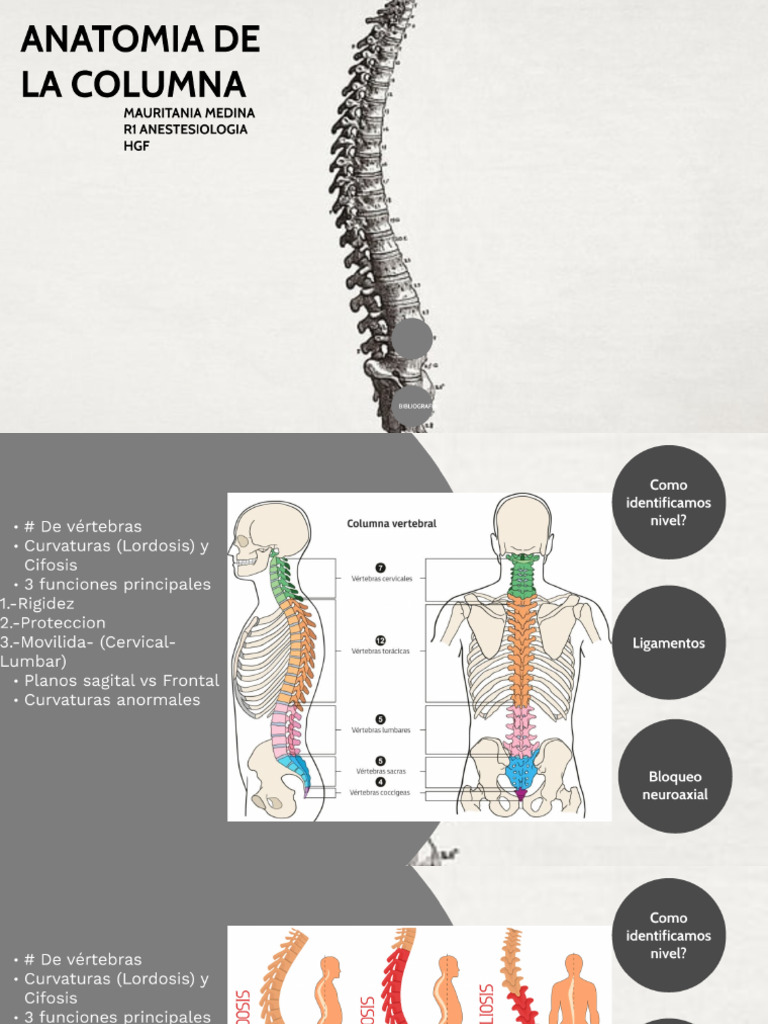 Anatomia de Columna | PDF