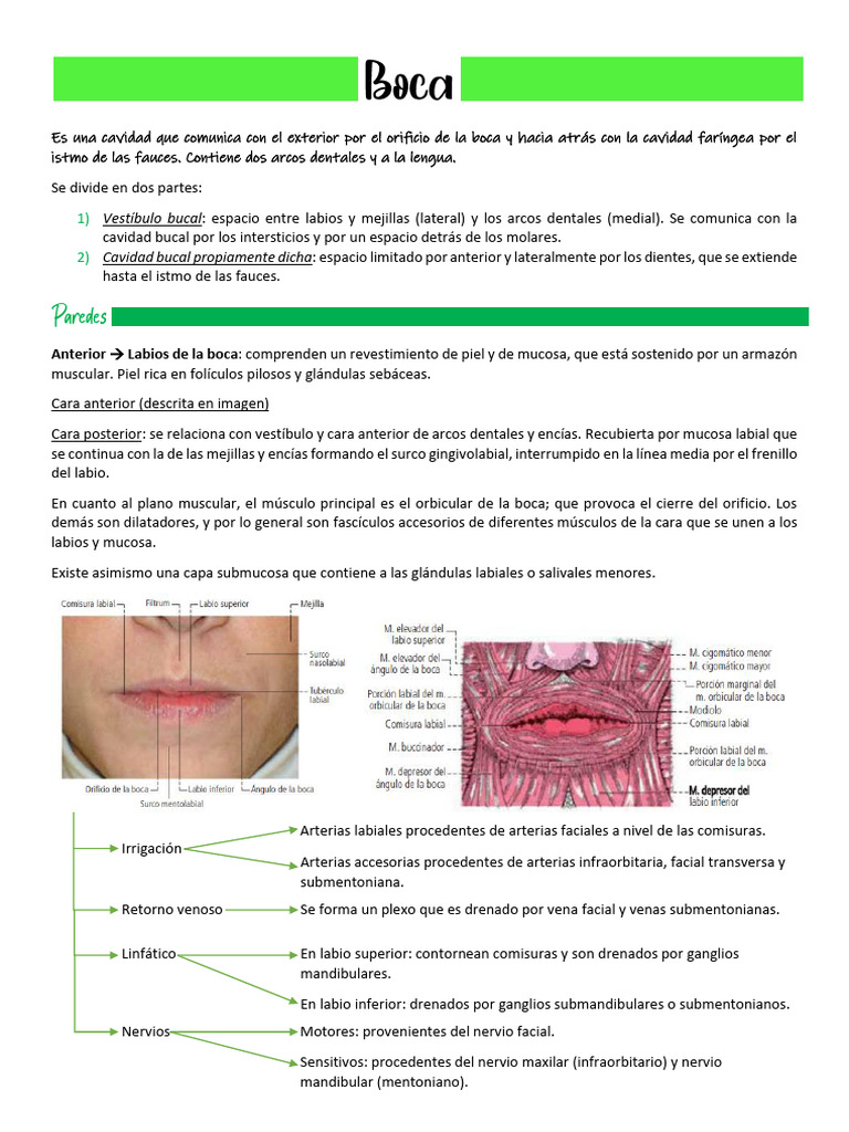 Anatomía de la Cavidad Bucal y Paladar | PDF | Diente | Anatomía humana