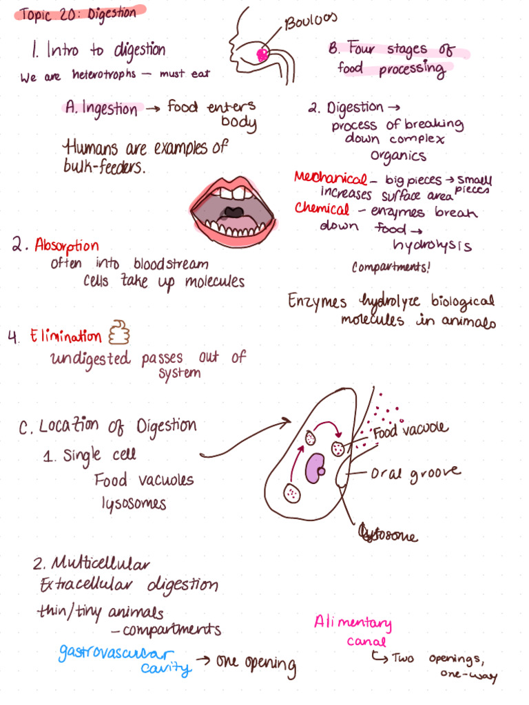 General Biology II Digestion and Nutrition | PDF