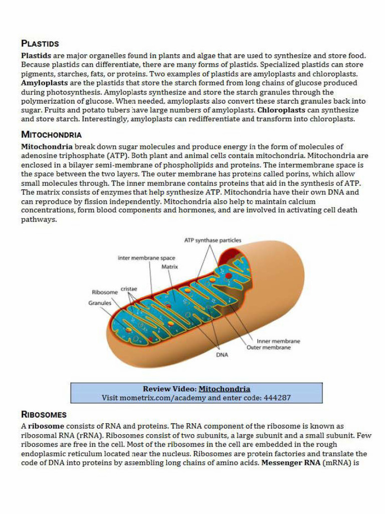 Pages From Biology Keystone Review-2 | PDF | Ribosome | Cell (Biology)