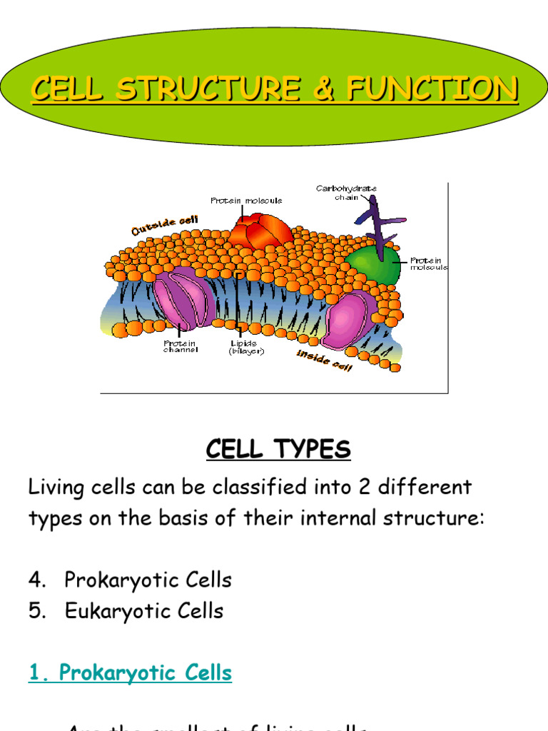 Australia-Biology-Year-11-Biology - 2cell Structure and Function | PDF ...