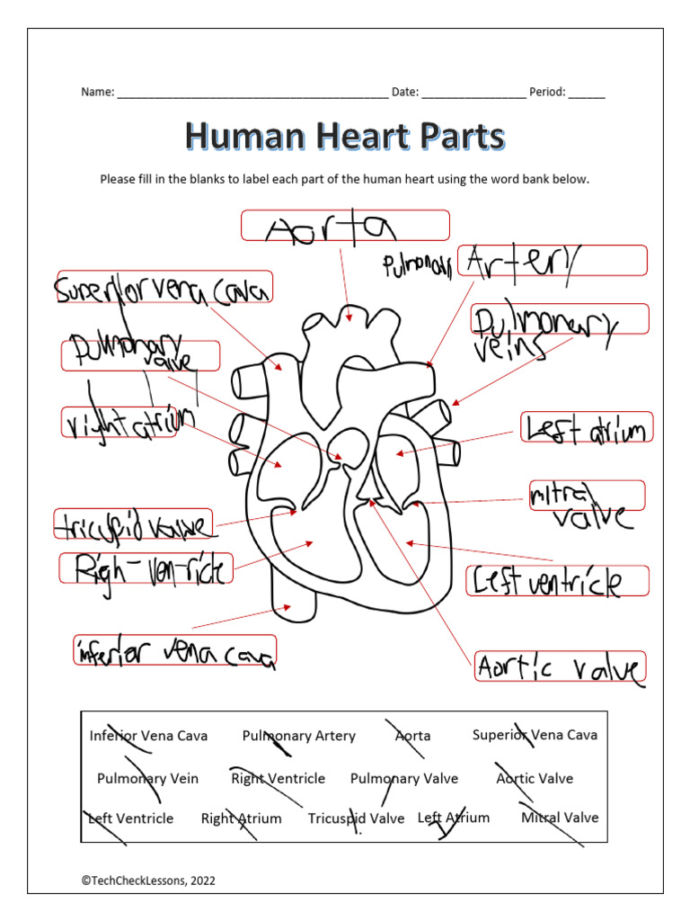 Heart Diagram | PDF