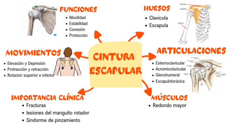 Anatomía y Funciones de la Cintura Escapular | PDF