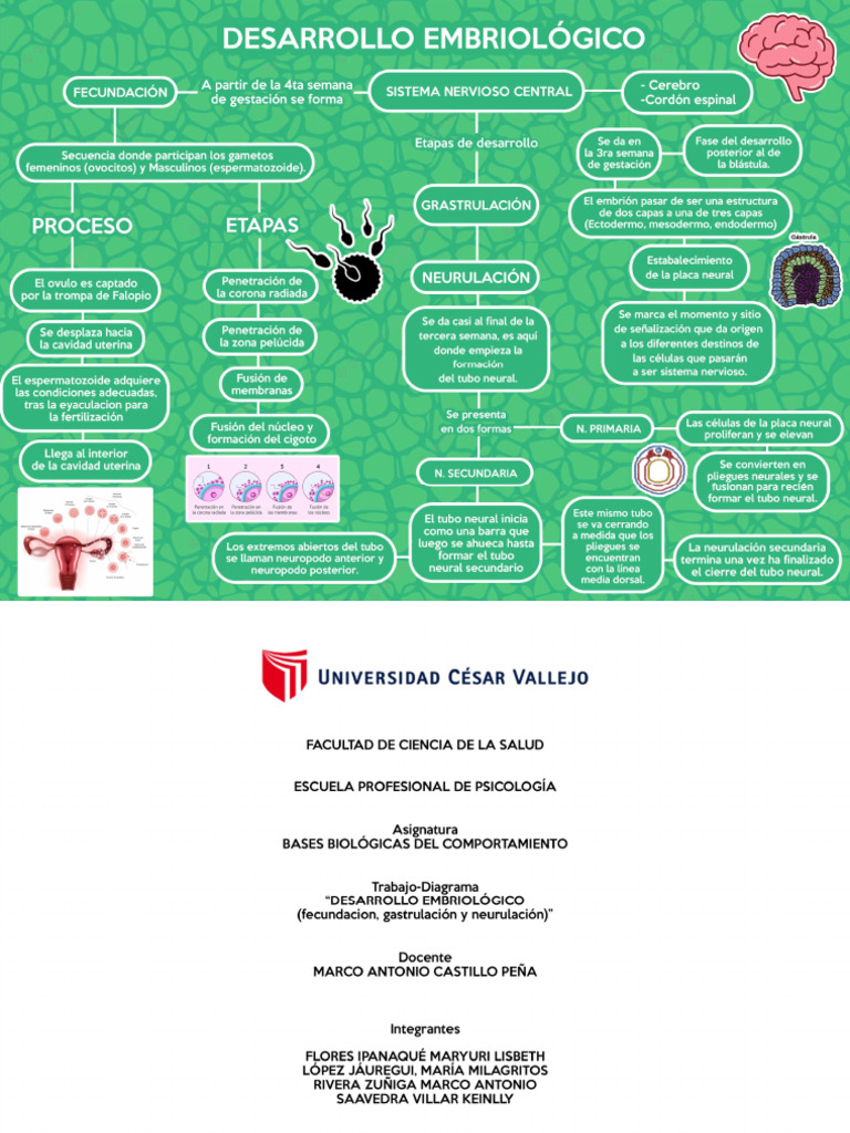 Diagrama F-G-N | PDF