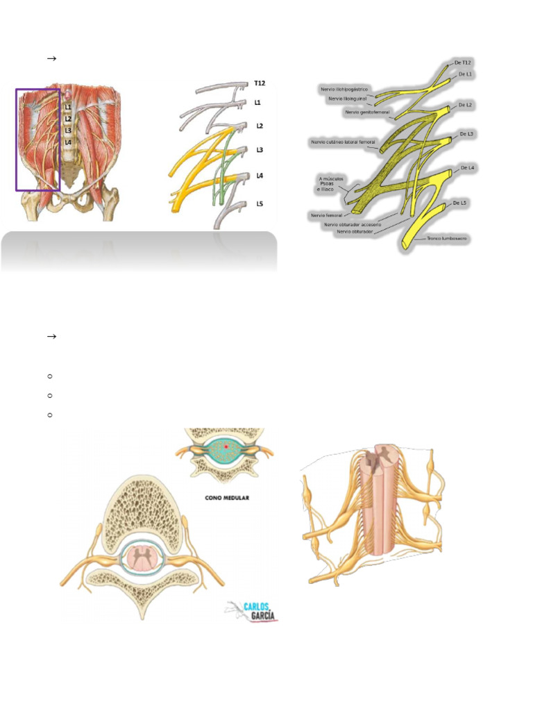 Clase 8 - PLEXO LUMBOSACRO Y PARES CRANEALES (II-VI) o | PDF | Neuroanatomía | Sistema nervioso