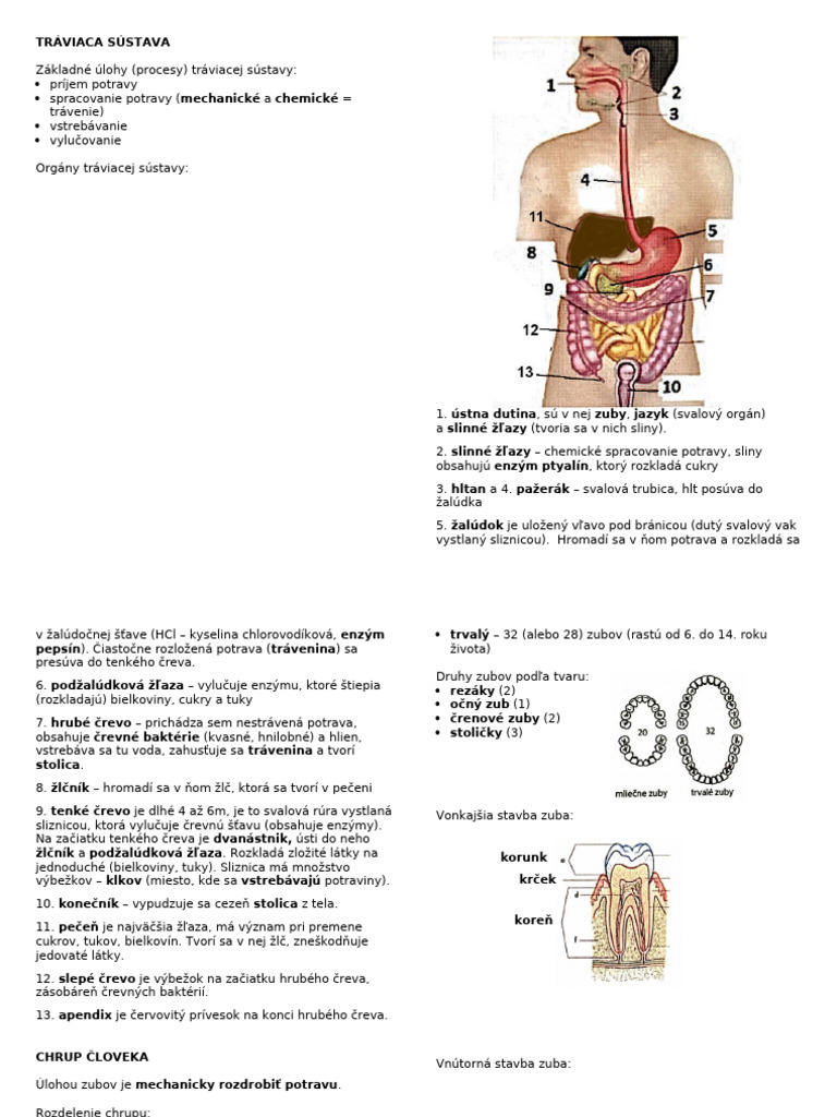 Bio TRAVIACA a DYCHACIA SUSTAVA | PDF