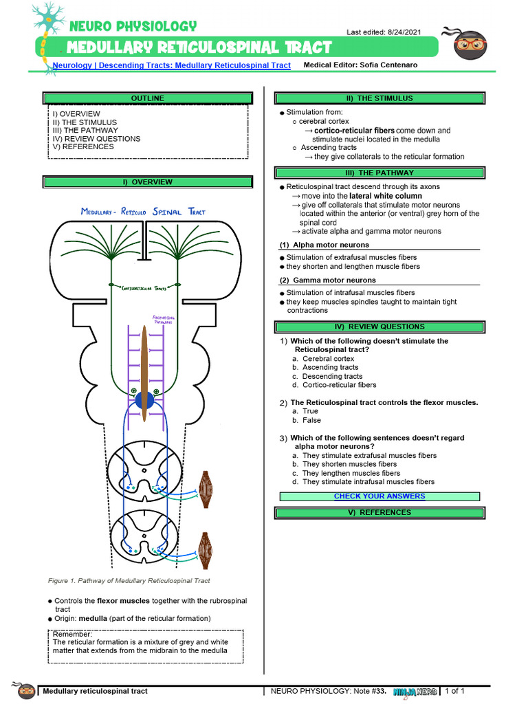 Descending Tracts - Medullary Reticulospinal Tract Atf | PDF | Human ...