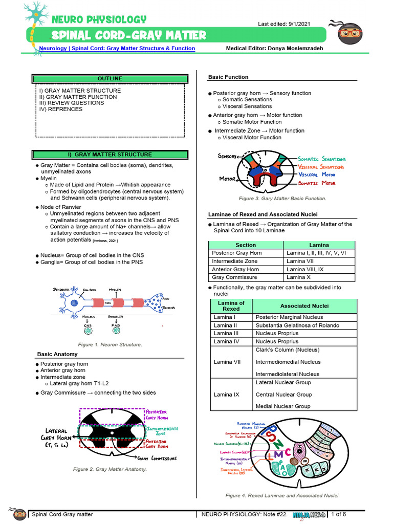 Grey Commissure in Spinal Cord Function | PDF | Myelin | Grey Matter