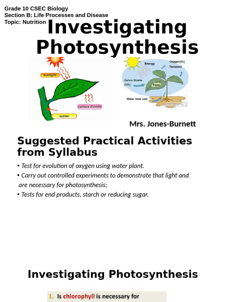 Photosynthesis Practical Activities Guide | PDF