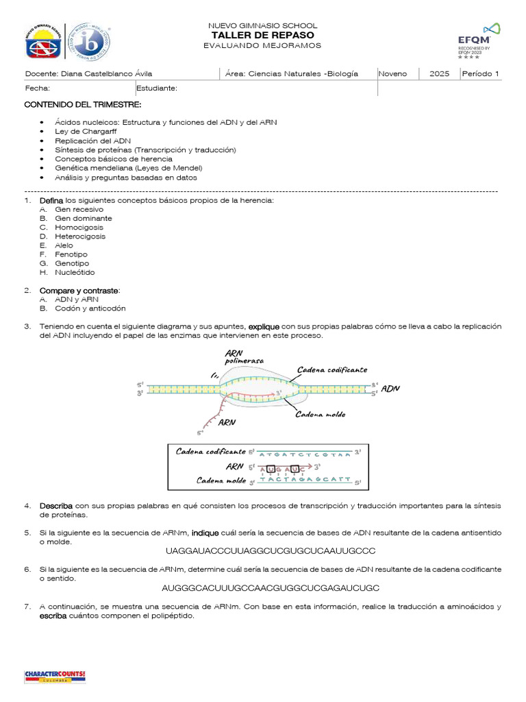 Actividad de Repaso | PDF | Dominancia (Genética) | Adn