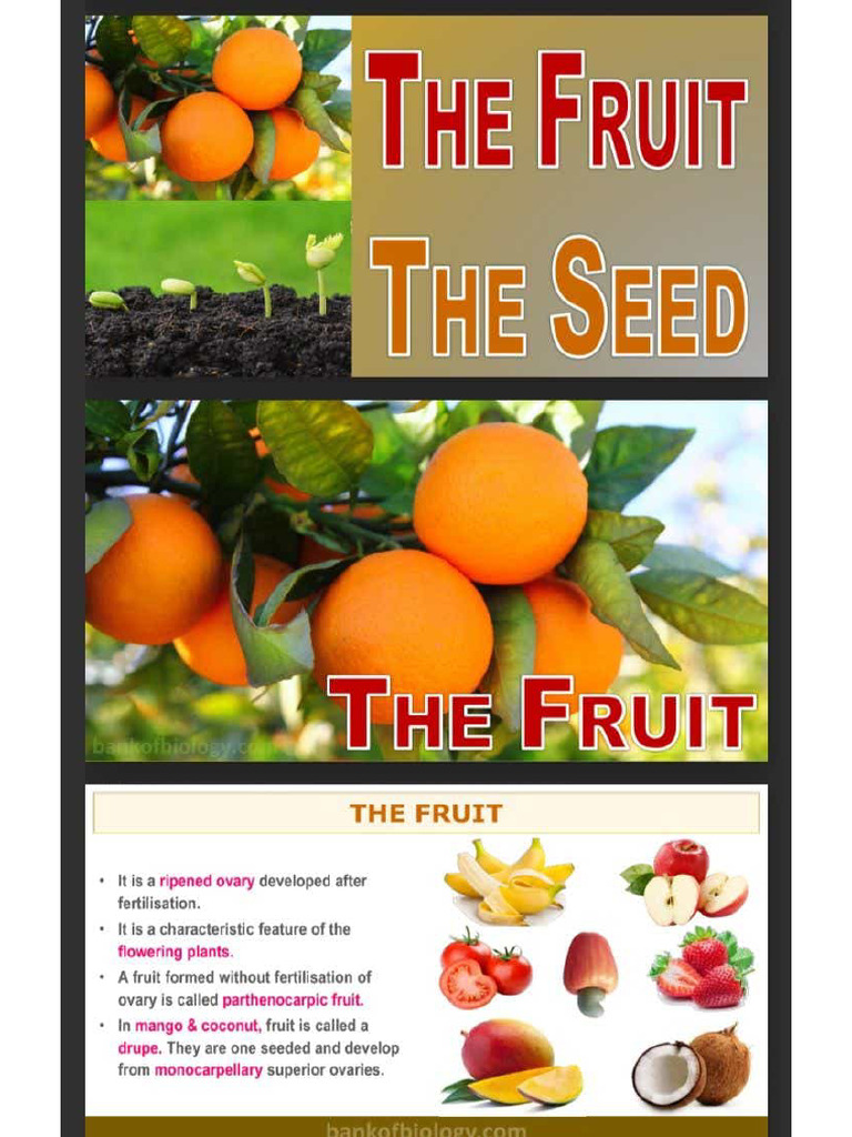 Mechanism of Muscle Contraction | PDF