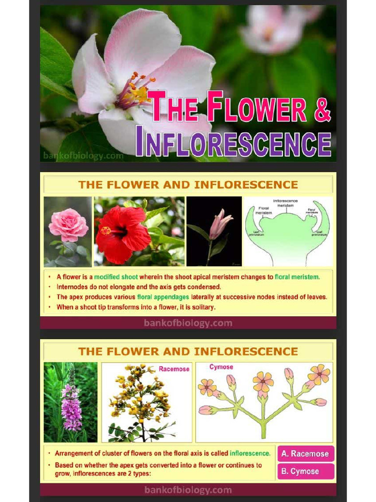 Flower | PDF