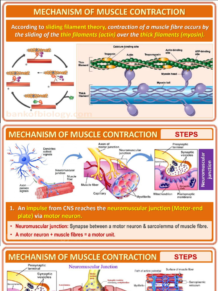 Mechanism of Muscle Contraction | PDF