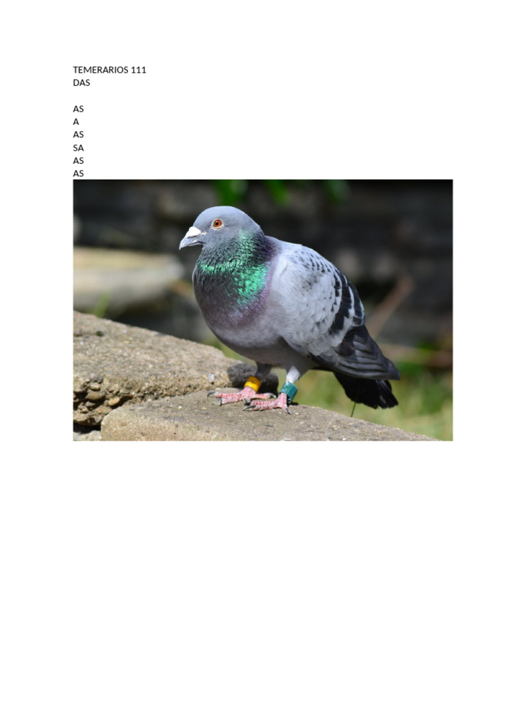 TEMERARIOS 30Q D | PDF